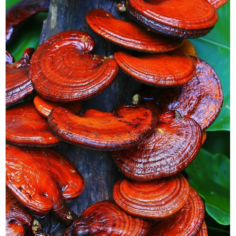 Hrastova Sjajnica Gljiva - Micelijum - Seme (Ganoderma lucidum) | 5,00 ...