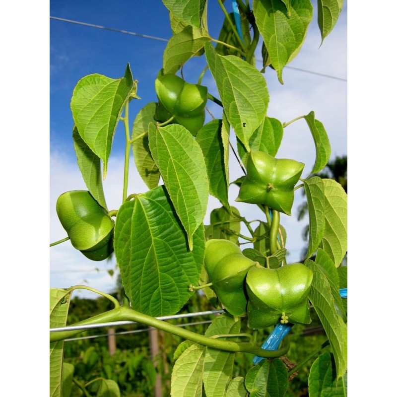 Inca Nut, Sacha Inchi, Sacha Peanut Seeds (Plukenetia volubilis)