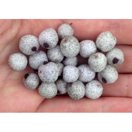 Price: €3.15 - Midgen Berry Seeds (Austromyrtus dulcis)