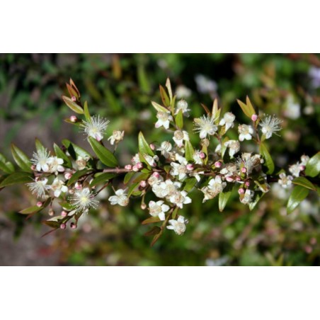 Price: €3.15 - Midgen Berry Seeds (Austromyrtus dulcis)