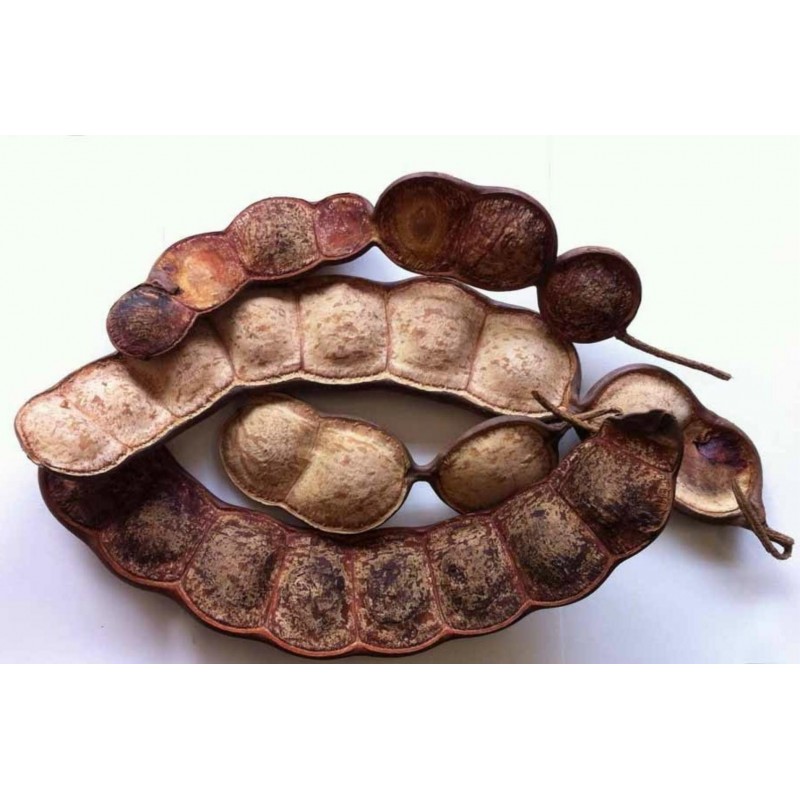 Semillas de Hierba africana de los sueños (Entada rheedii) | 9,00 € 🌳🌼🌸🌿🌱