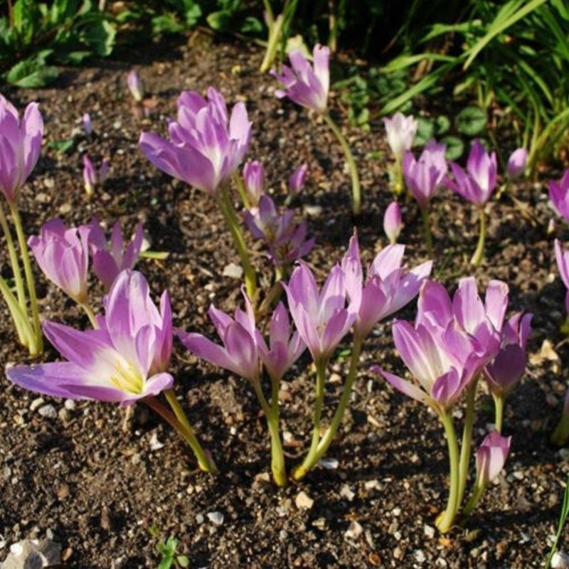 Semillas Azafrán Silvestre (Colchicum autumnale) 🌳🌼🌸🌿🌱🍉