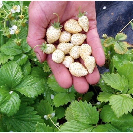 Semi di Fragola Alpine - White Soul - Prezzo €1.50