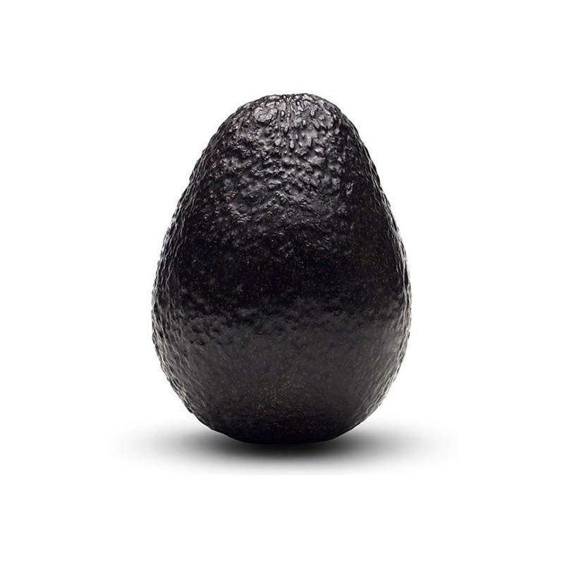 Schwarze Avocado Samen (Persea americana)