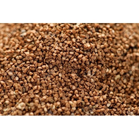 Burflower-Tree, Laran Seeds (Neolamarckia cadamba) - Price €2.35