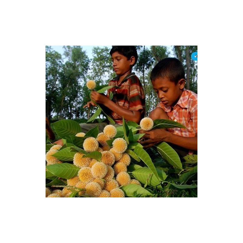 Graines de Kadam (Anthocephalus chinensis) - Prix €2.35