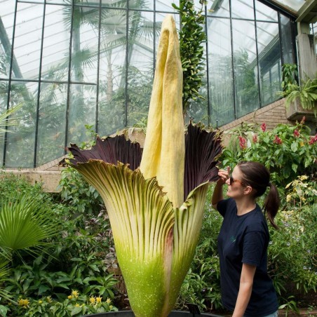 Price: €13.00 - TITAN ARUM Seeds (Amorphophallus titanum)