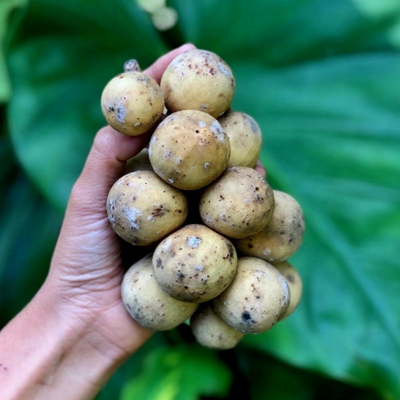 Langsat - Lanzones Seeds (Lansium parasiticum) Prijs: -€4.95