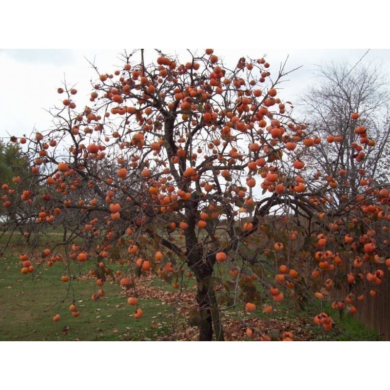 Preis: €3.55 - Sharon Frucht - Kaki Pflaume Samen Winterhart