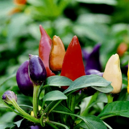 Prairie Fire Chilli Seeds - Price €1.50
