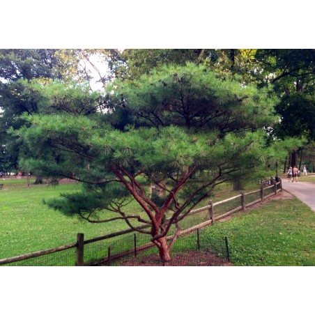 Prijs: €1.50 - Japanse rode den zaden (Pinus densiflora)