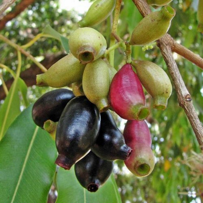 Prix : €2.95 - Graines de Jamblon, Jamelonier (Syzygium cumini)