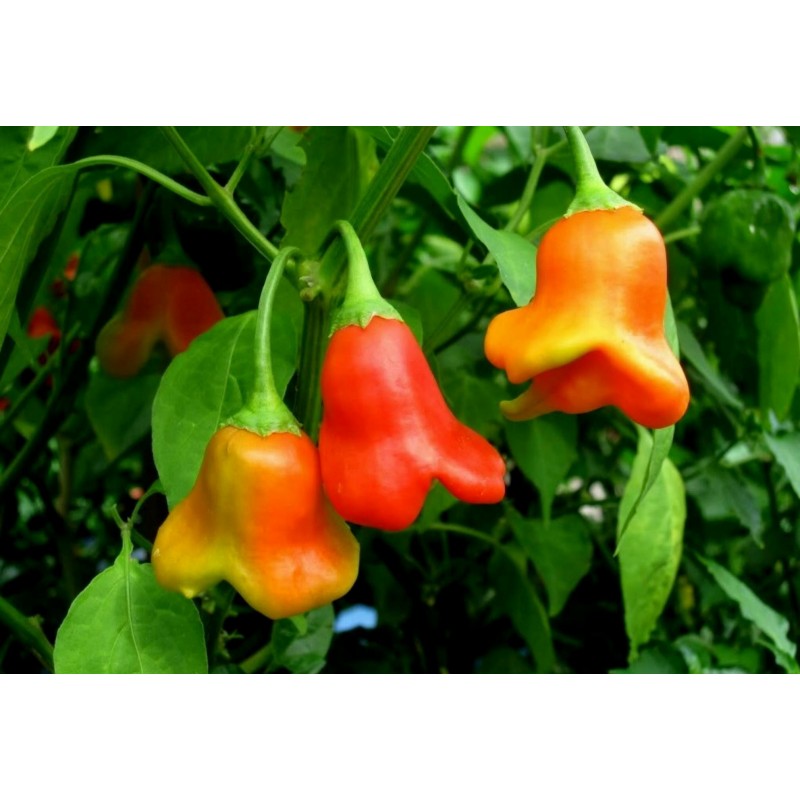 Preis: €2.25 - Chili Bishops Crown Samen