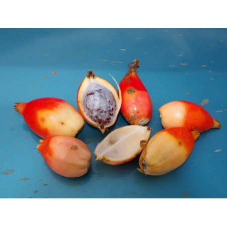 Price: €3.45 - Jinguenga, Heaven Fruit Seeds (Aframomum alboviolaceum)