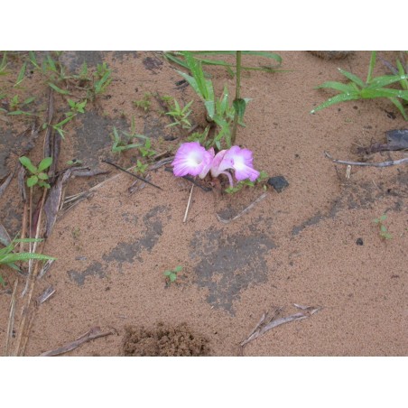 Price: €3.45 - Jinguenga, Heaven Fruit Seeds (Aframomum alboviolaceum)