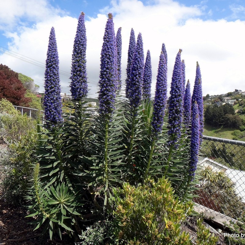 Semillas de Tajinaste Blue Steeple (Echium pininana) | 2,50 € 🌳🌼🌸🌿🌱🍉