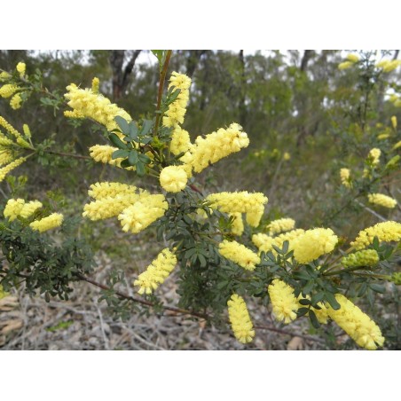 Dwarf Wattle Seeds - Price €1.85