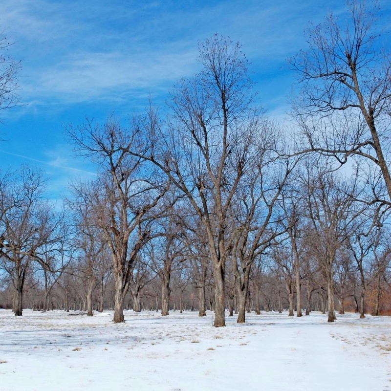 Precio: €4.95 - Semillas de Pacano o Pecán (Carya illinoensis)