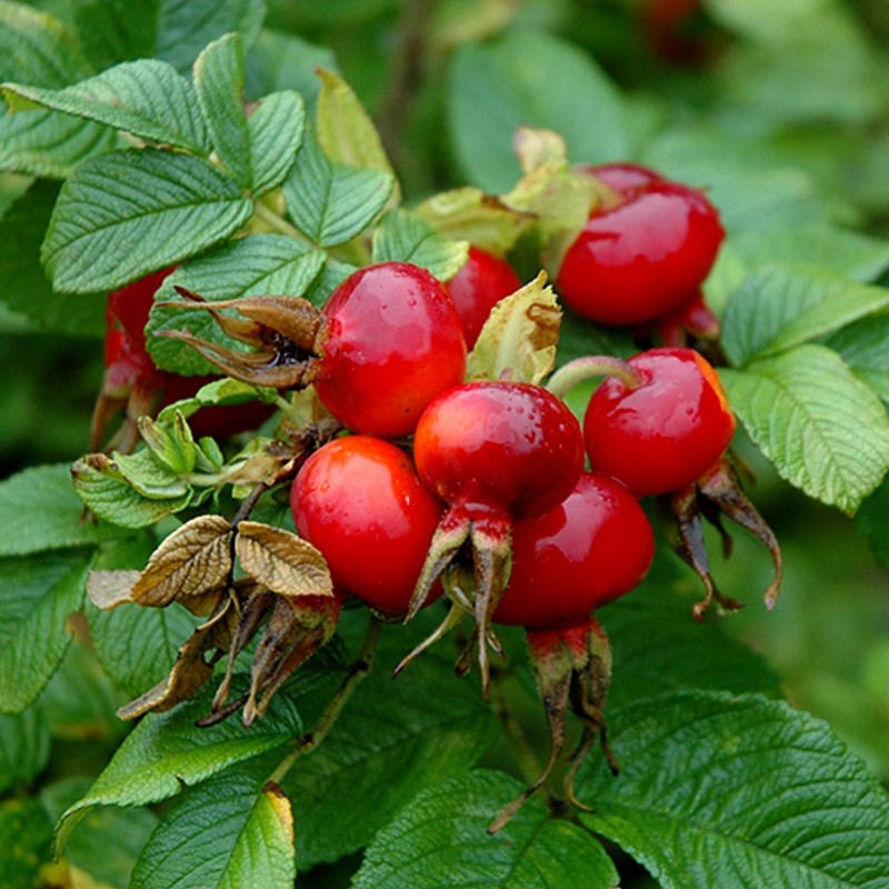 Apfel-Rose, Japan-Rose Samen (Rosa Rugosa) - Preis €1.95