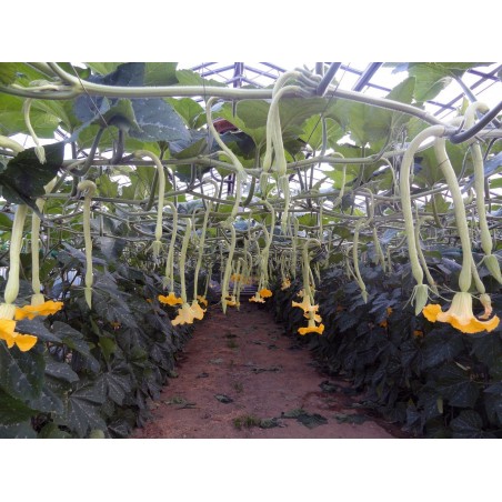 Winter squash Seeds TROMBETTA DI ALBENGA Prijs: -€2.35