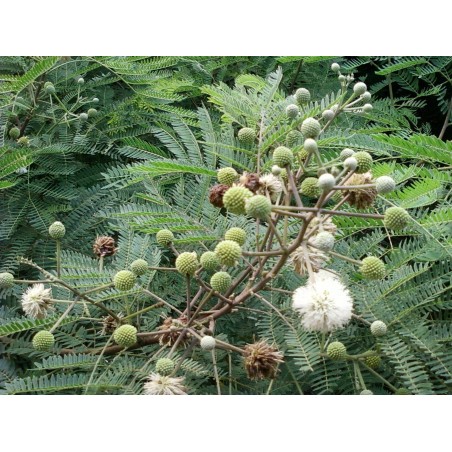 Sementes de Leucena (Leucaena leucocephala) - Preço: €1.95