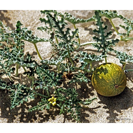 Desert Gourd, Colocynth Seeds (Citrullus colocynthis) - Price €1.95