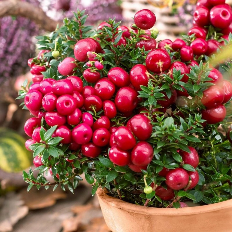 Semillas de Chaura (Gaultheria mucronata) 🌳🌼🌸🌿🌱🍉