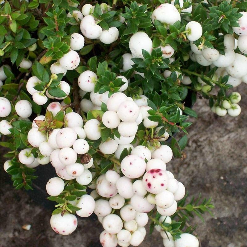 Semillas de Chaura (Gaultheria mucronata) | 2,25 € 🌳🌼🌸🌿🌱