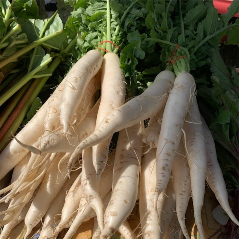 Giant Japanese White Radish Japana F1 - Price €1.95