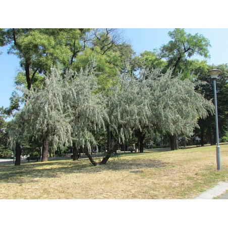 Price: €2.55 - Silverberry Russian Olive seeds (Elaeagnus...