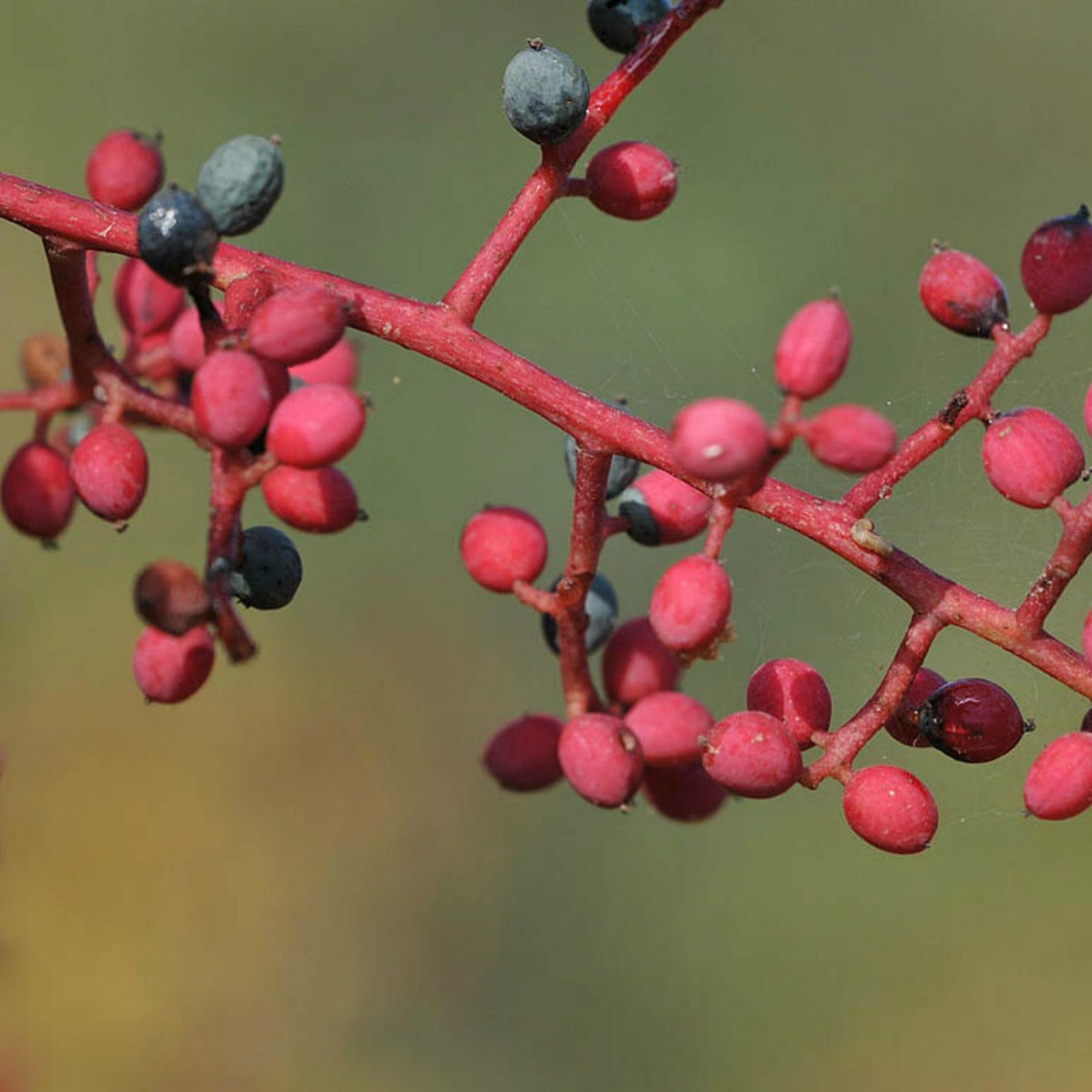 Terebinth - Turpentine Tree Seeds (Pistacia terebinthus) | €2.05 🌳🌼🌸🌿🌱