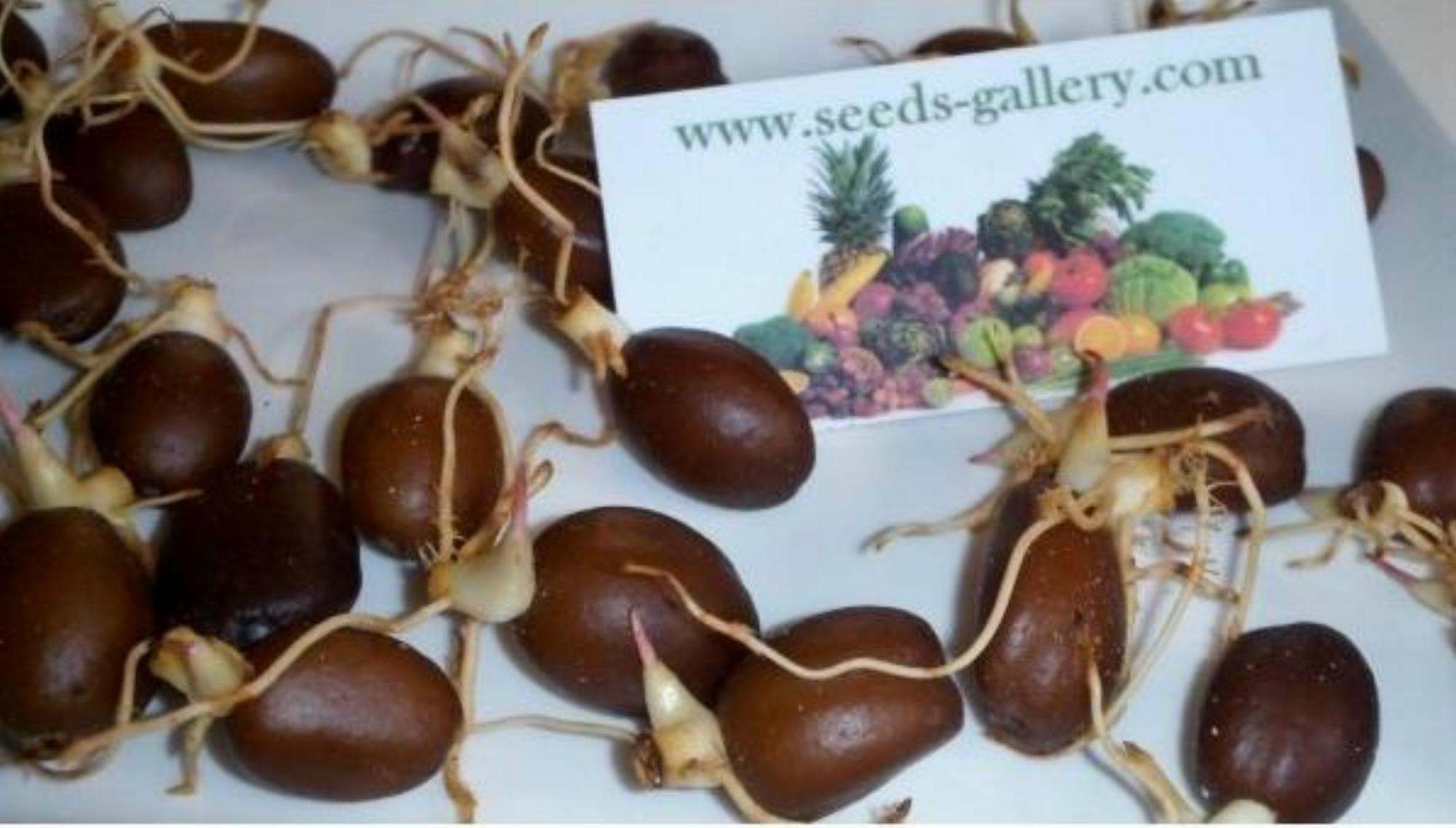 Exotic Snake Fruit Salak Seeds (Salacca edulis) 🌳🌼🌸🌿🌱🍉