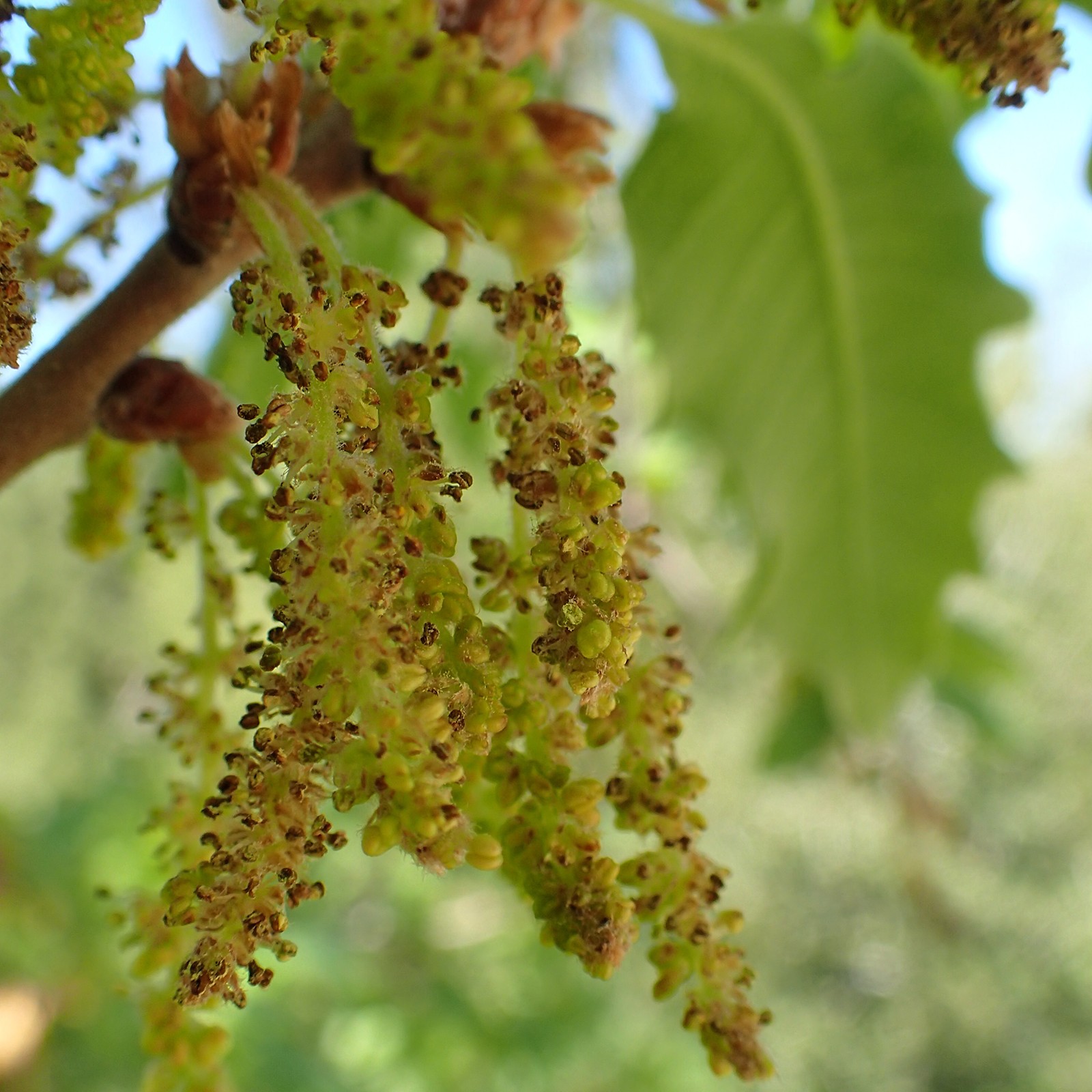 Price: €9.95 - Aleppo Oak seeds (Quercus infectoria)