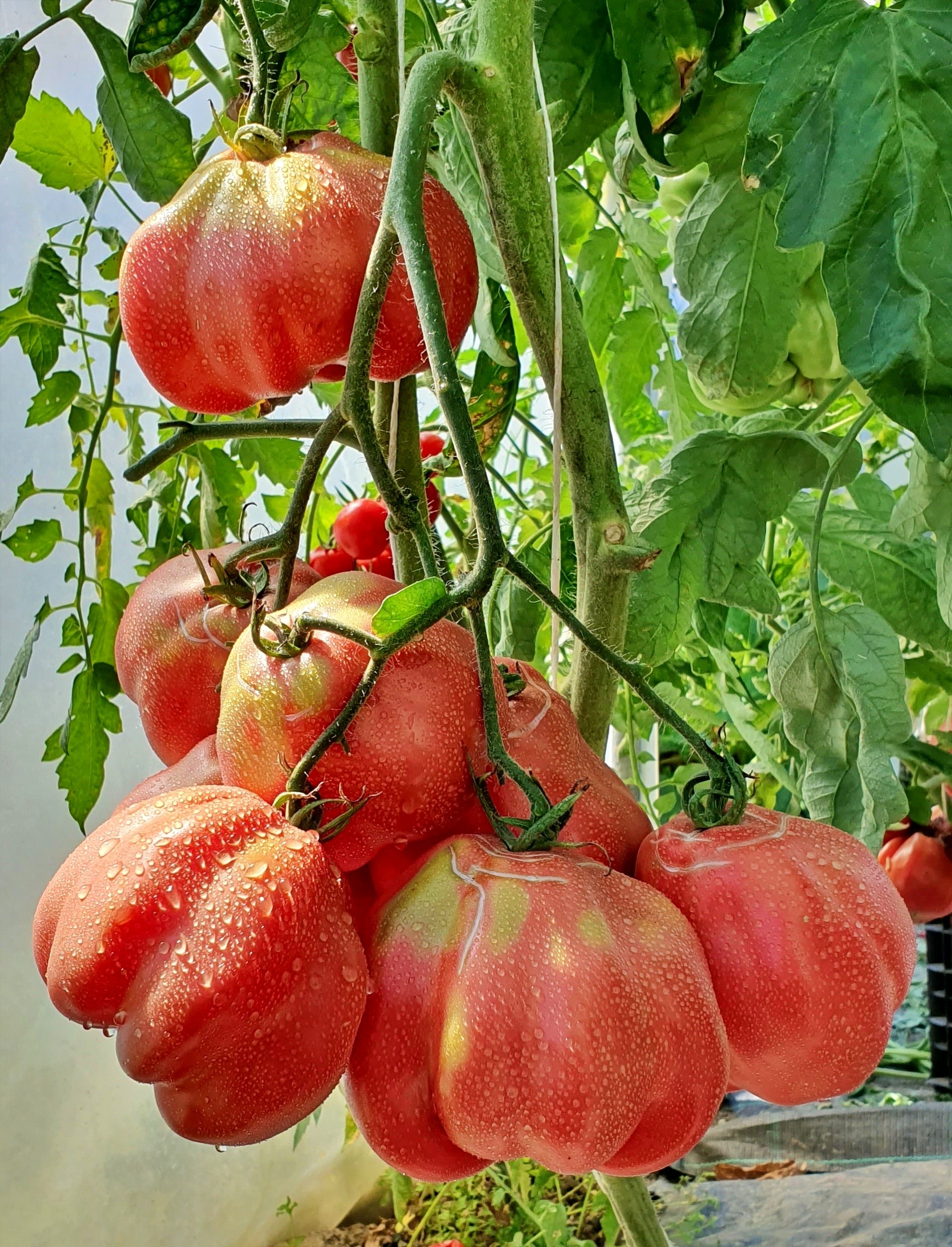 Spanish tomato seeds Montserrat | €2.20 🌳🌼🌸🌿🌱🍉