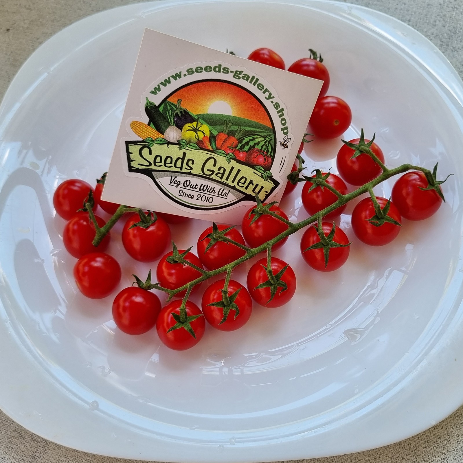 BLUE ANGEL Vine Cherry Tomato Seeds | €1.75 🌳🌼🌸🌿🌱🍉