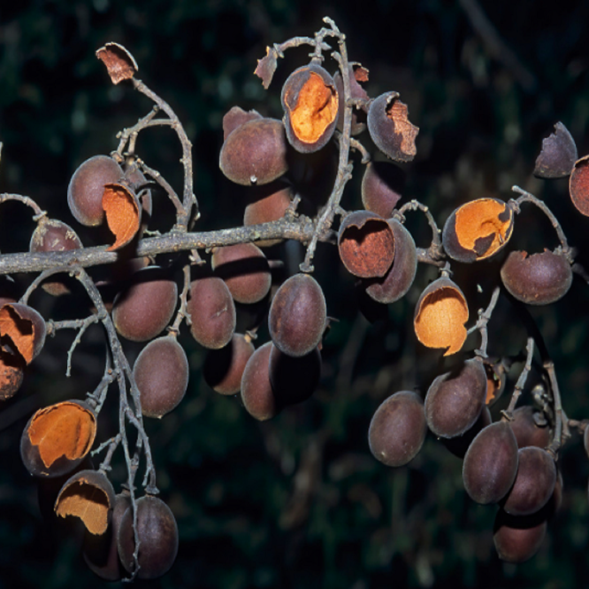 Sherbet Tree Seeds (Dialium schlechteri) 🌳🌼🌸🌿🌱🍉