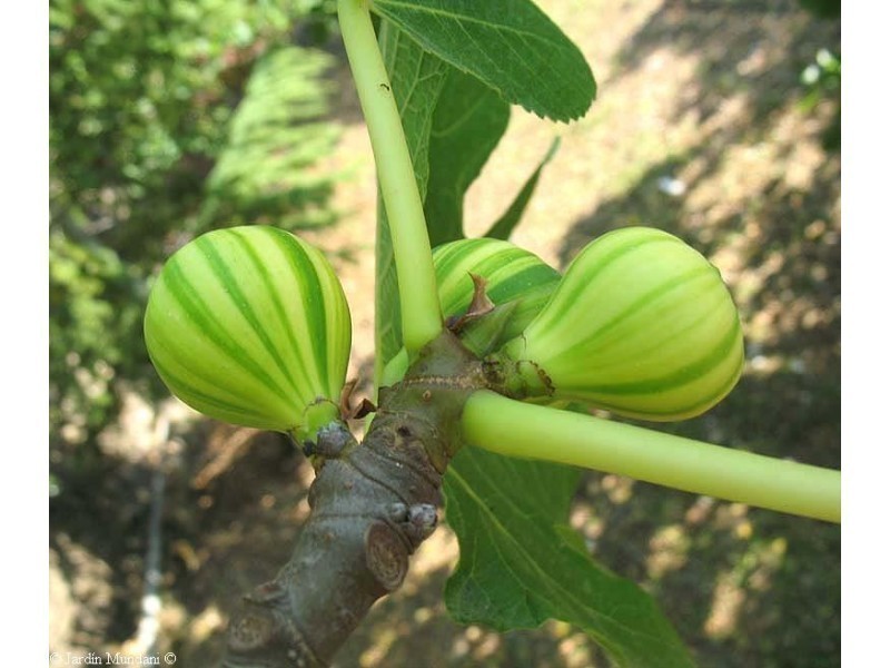 Tiger Fig Seeds, Panache Fig (Ficus Carica) | €3.50 🌳🌼🌸🌿🌱🍉