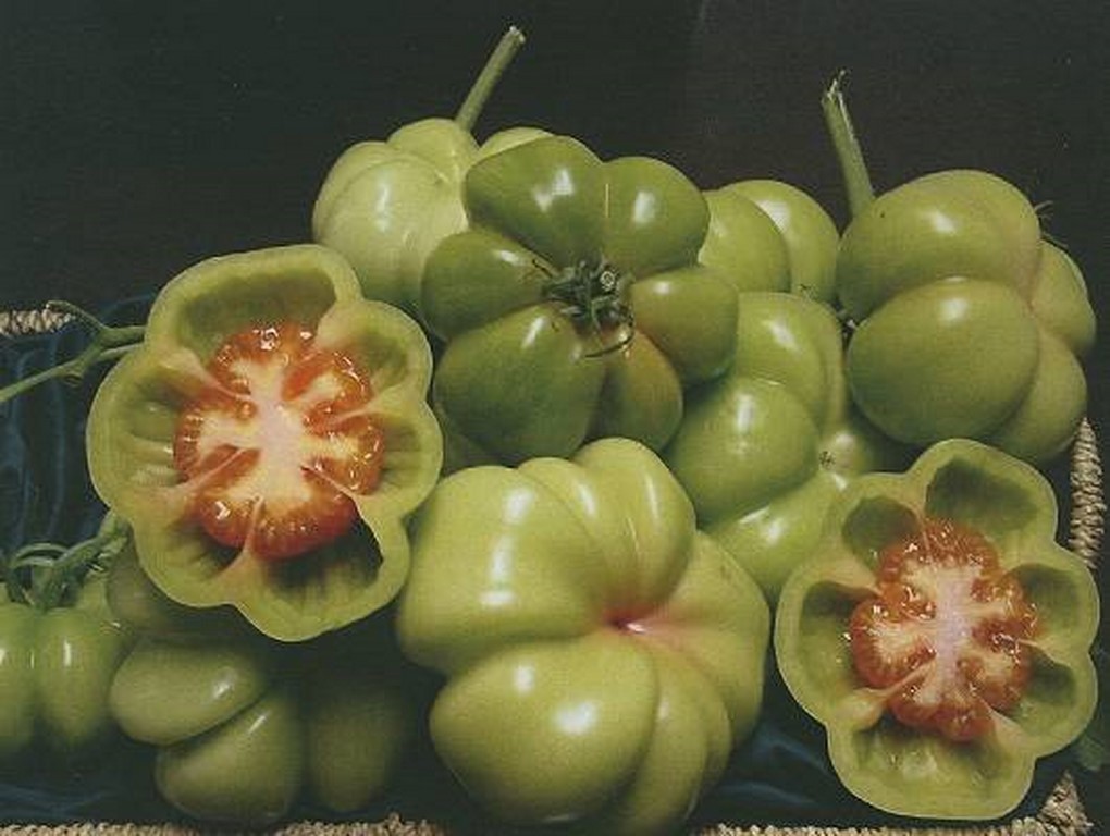 Spanish tomato seeds Montserrat | €2.20 🌳🌼🌸🌿🌱🍉