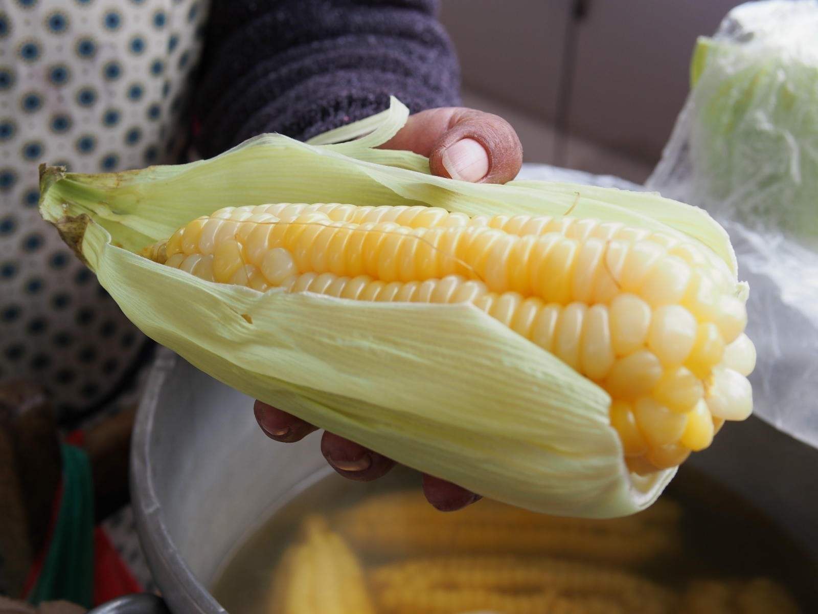 Worlds Largest Giant Corn Seeds Cuzco - Cusco | €2.25 🌳🌼🌸🌿🌱🍉