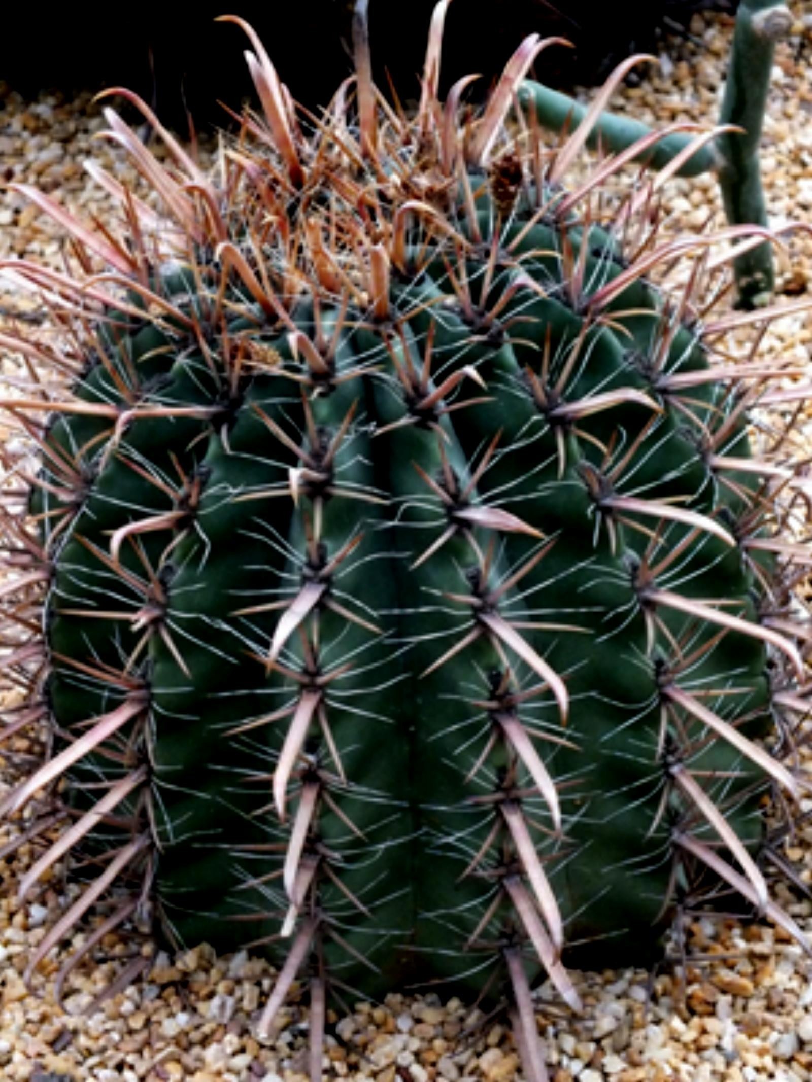 Ferocactus Peninsulae Seeds | €2.00 🌳🌼🌸🌿🌱🍉