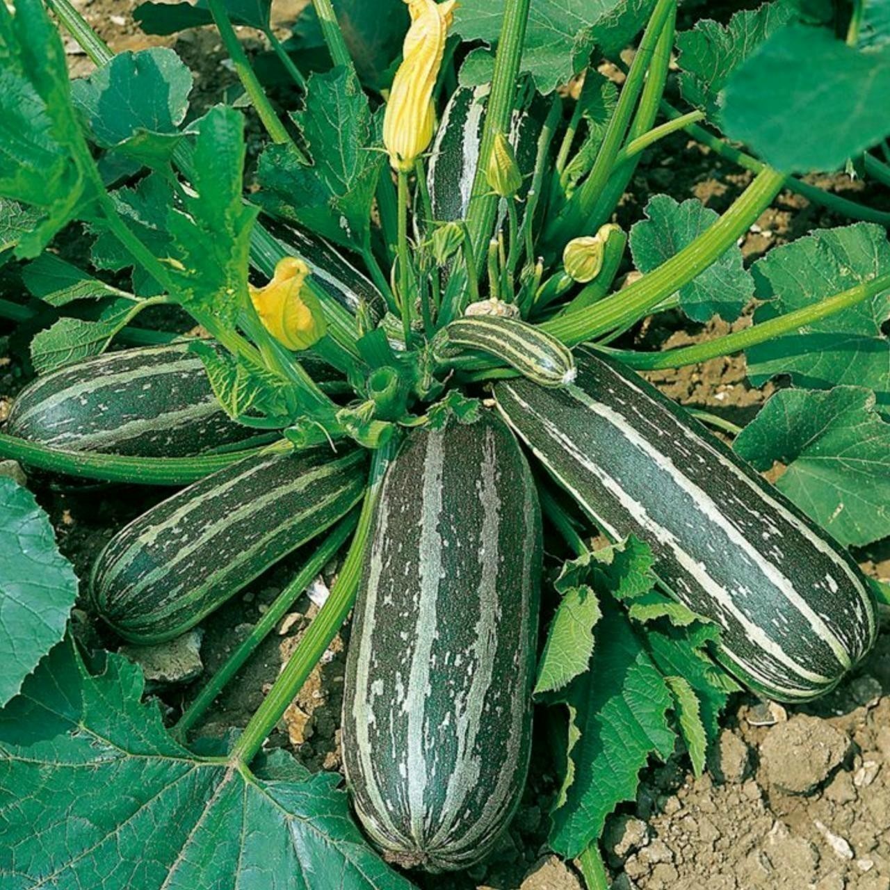 Marrow Long Green Bush Courgette Seeds | 2,10 € 🌳🌼🌸🌿🌱🍉
