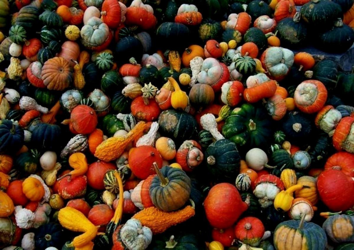 Ornamental squash mix seeds 🌳🌼🌸🌿🌱🍉