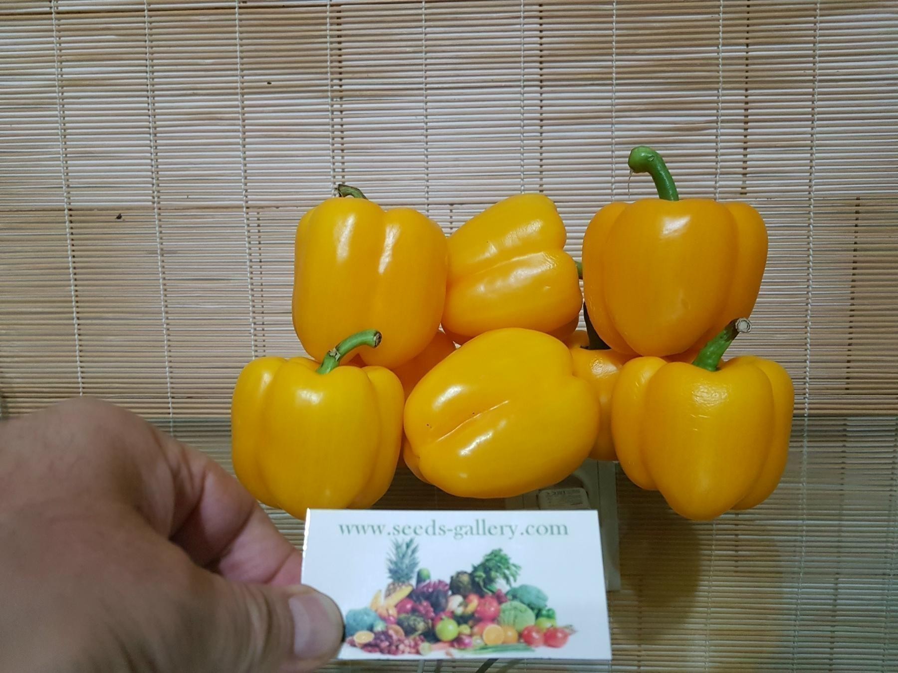 Quadrato Dasti Giallo Sweet Pepper Seeds | €1.65 🌳🌼🌸🌿🌱🍉