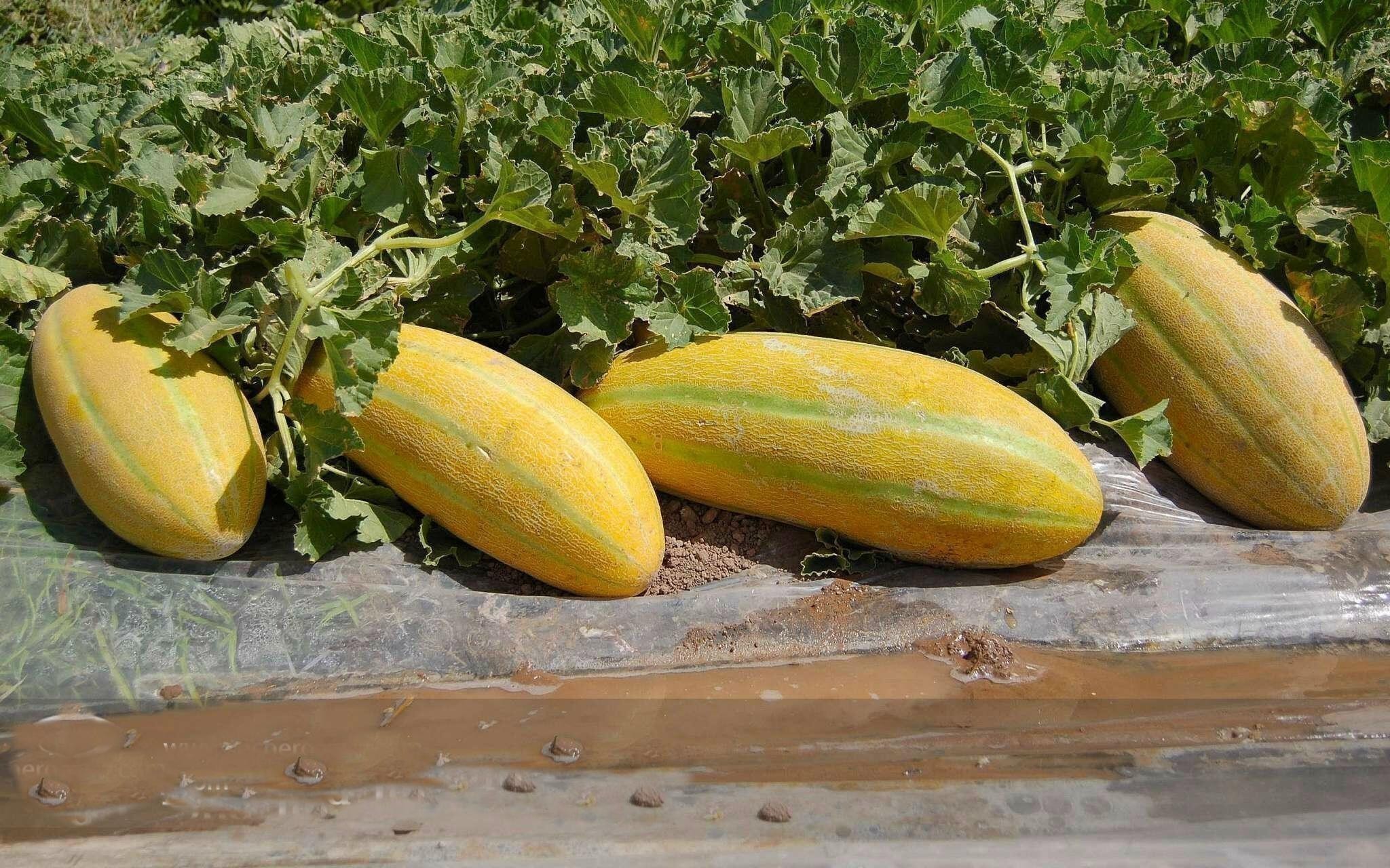Melon MESHEDI Fresh Seeds | €2.50 🌳🌼🌸🌿🌱🍉