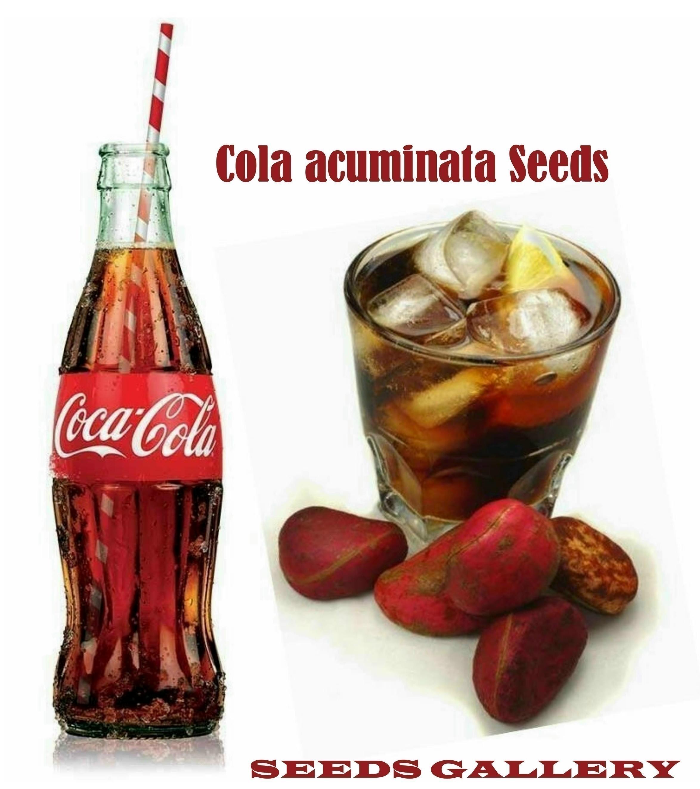 Cola - Kola Seme (biljka) - Coca Cola (Cola acuminata) | 9,50 € 🌳🌼🌸🌿🌱🍉