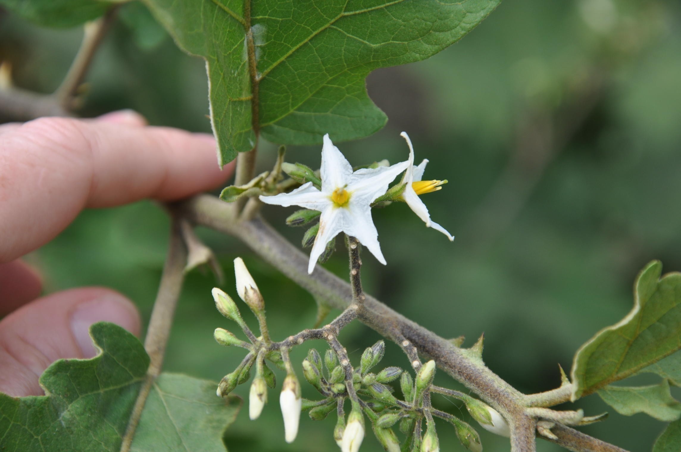 Mini Patlidzan – Grasak Patlidzan Seme (Solanum torvum) | 2,00 € 🌳🌼🌸🌿🌱🍉