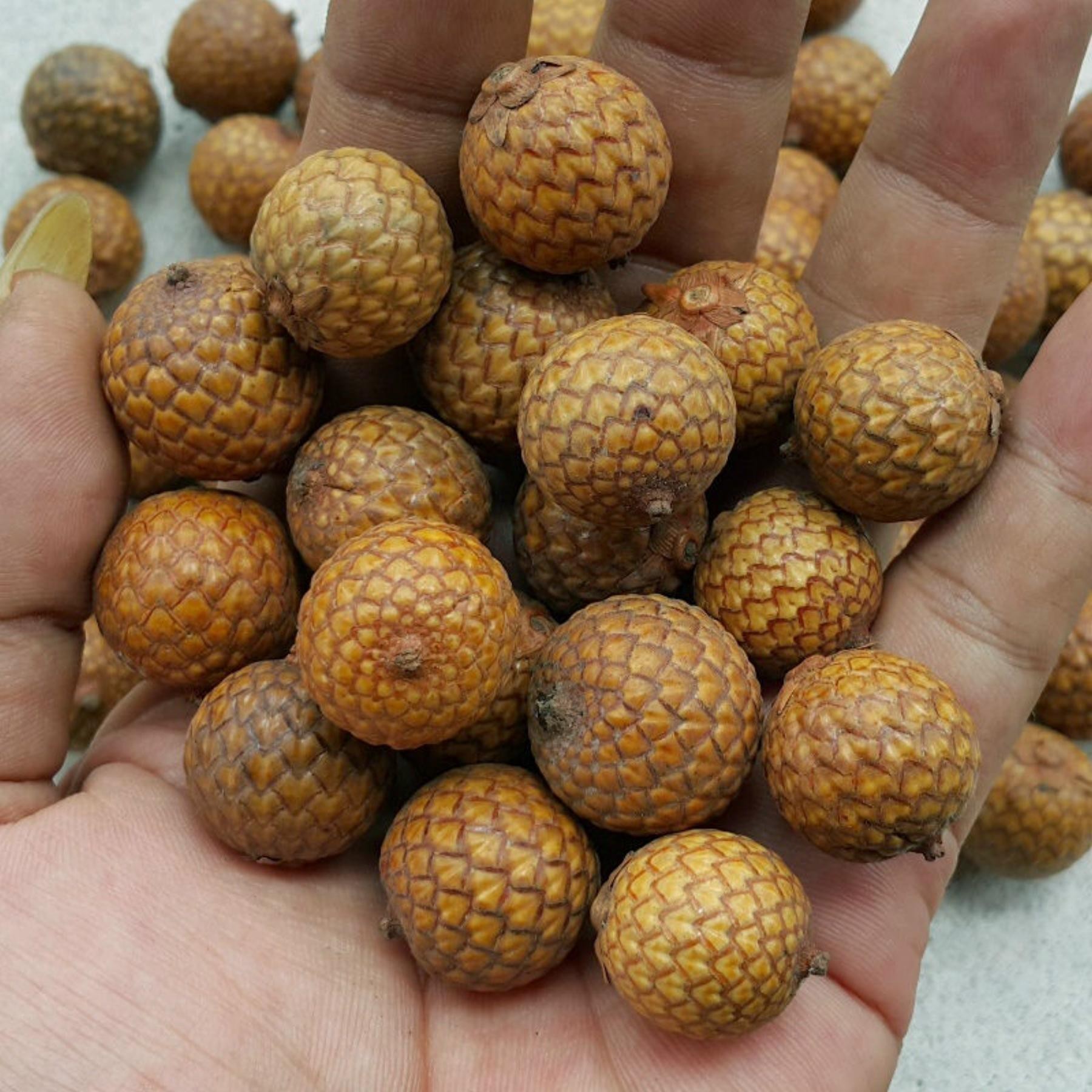 Price: €4.50 - Rattan Seeds (Calamus manan)