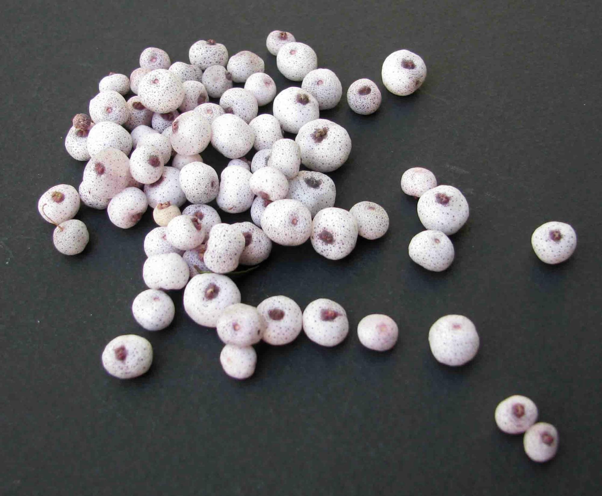 Midgen Berry Seeds (Austromyrtus dulcis) 🌳🌼🌸🌿🌱🍉