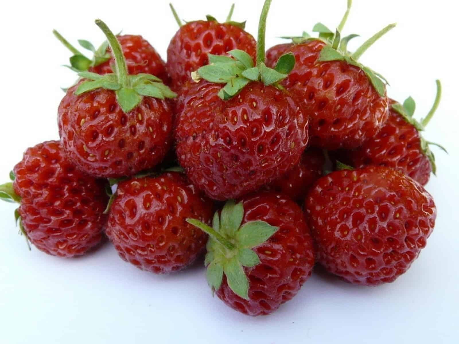 Graines Fraise Framboise "Framberry" 🌳🌼🌸🌿🌱🍉