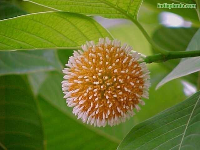 Burflower-Tree, Laran Seeds (Neolamarckia cadamba) | 2,35 € 🌳🌼🌸🌿🌱🍉